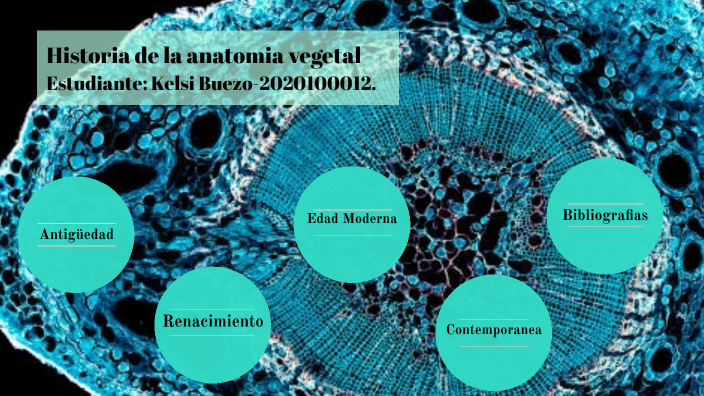 Historia de la anatomia vegetal by Kelsi Carcamo on Prezi