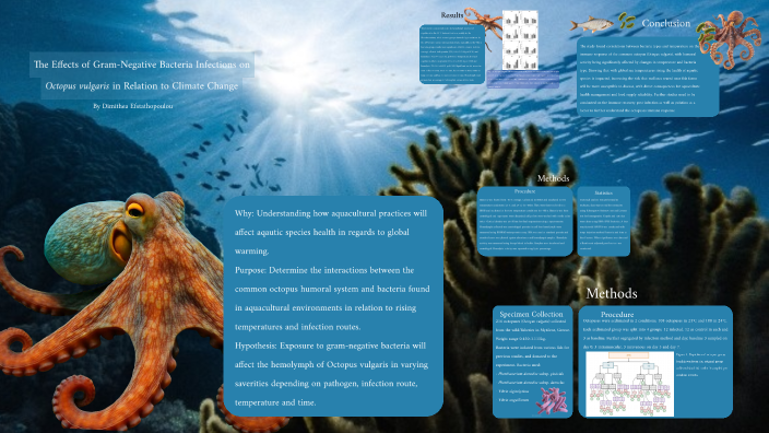 Figure 1. Depiction of octopus group breakdown from the original group ...