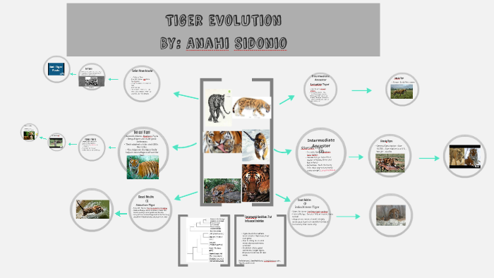 Tiger Evolution by Anahi Sidonio on Prezi