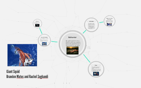 Giant Squid by Brandon Matos