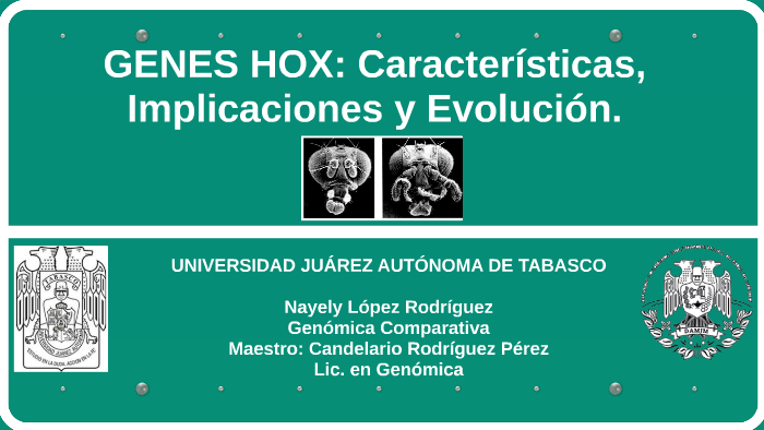 GENES HOX: Características, Implicaciones y Evolución. by GERARDO ...