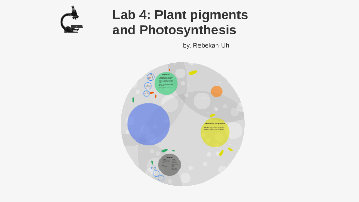 Lab 4: Plant pigments and Photosynthesis by rebekah uh on Prezi