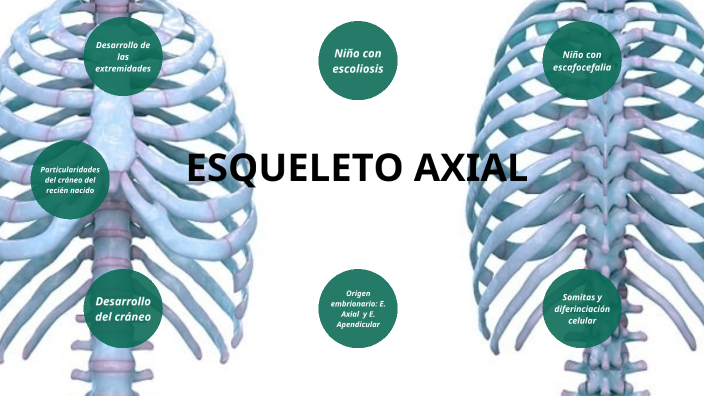 ESQUELETO AXIAL by Lindsay Vasquez Medina