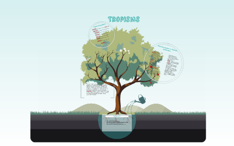 Types of tropisms by isabelle grace on Prezi