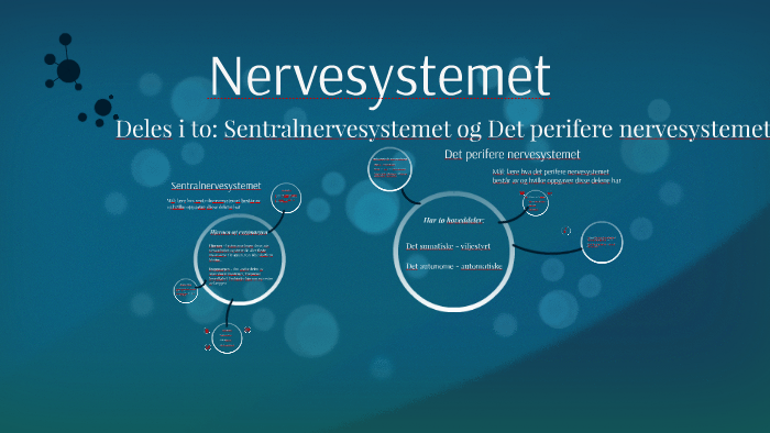Nervesystemet by on Prezi