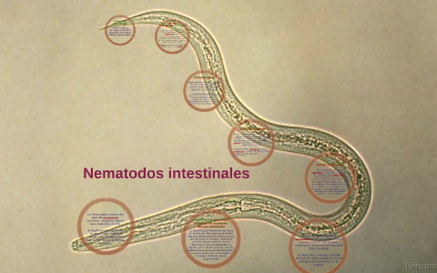 Nematodos Intestinales by Brenda Flx on Prezi