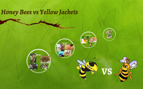Honey Bees VS Yellow Jackets by on Prezi