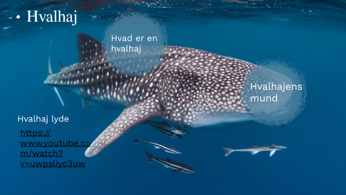 Hvalhaj by Sigyn Münster Knorborg 6 on Prezi