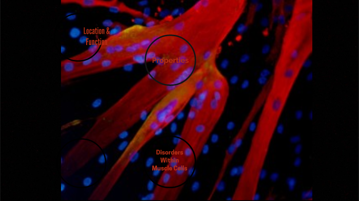 Muscle Cells by Alexandra Dodson on Prezi