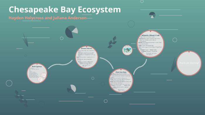 Chesapeake Bay Ecosystem by Hayden Ho on Prezi