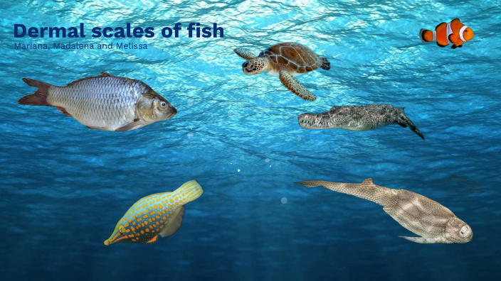 fish dermal scale by Mariana Barata on Prezi