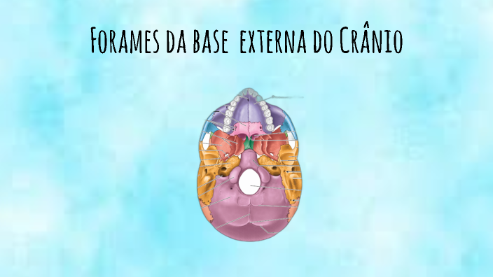 Forames da base Externa do Crânio by wandrey tosta on Prezi