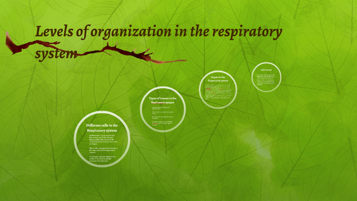 Levels of organization in the respiratory system by Darrin Desylva on Prezi