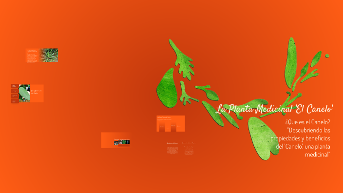 La Planta Medicinal 'El Canelo' by Mariano Corvalan on Prezi
