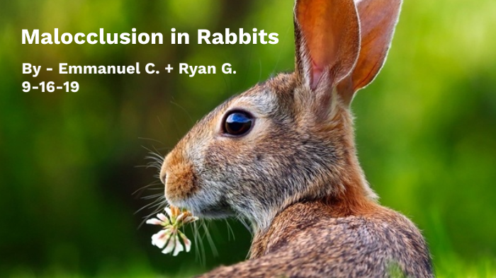 Malocclusion in Rabbits by Emmanuel Ryan on Prezi