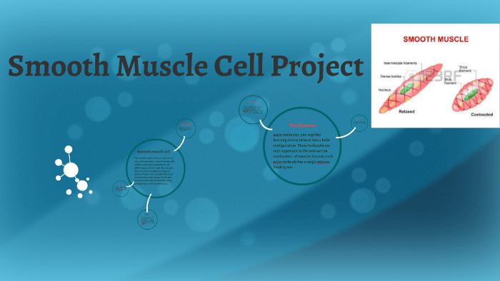 Smooth Muscle Cell Project by Zachary Stevens on Prezi