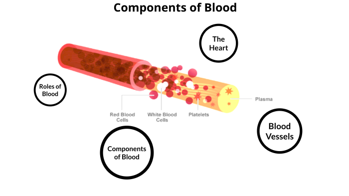 PE - Components of Blood by Gabrielle Inglis on Prezi
