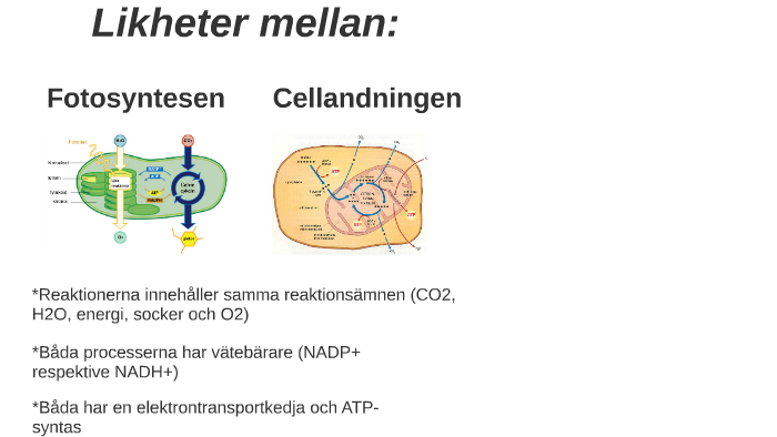 Fotosyntes och cellandning by Paulina Nilsson on Prezi
