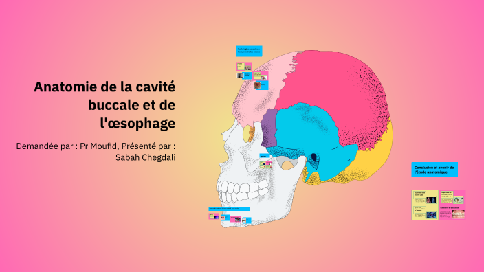 Anatomie de la cavité buccale et de l'œsophage by sabah chegdali on Prezi