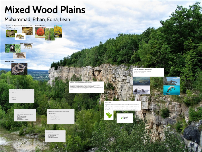 Mixed Wood Plains FINAL by MA - 08TL - Great Lakes PS (1476) on Prezi