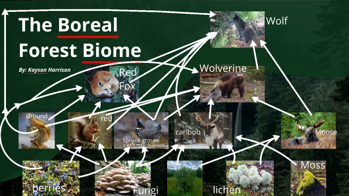 The Boreal Forest Biome by Kayson Harrison on Prezi