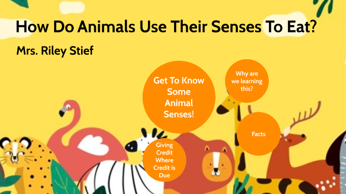 How Do Animals Use Their Senses To Eat? by Riley Stief on Prezi