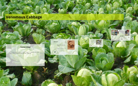 Venomous Cabbage by Madison Dykun on Prezi