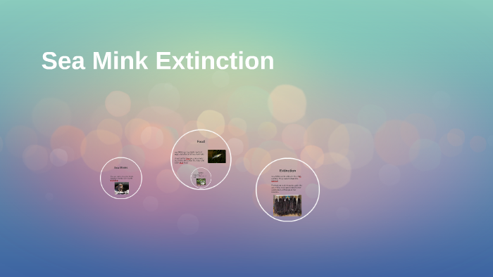 Sea Mink Extinction by alicia mason on Prezi