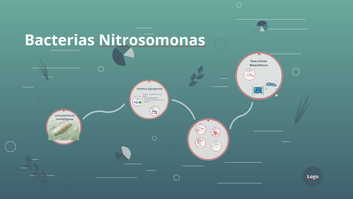 Nitrosomonas Microbewiki