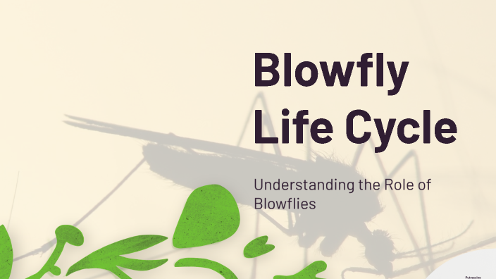Blowfly Life Cycle and Forensic Application by Laurica Williams on Prezi