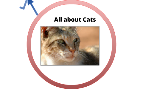 Evolution of Felidae by Rose soma on Prezi