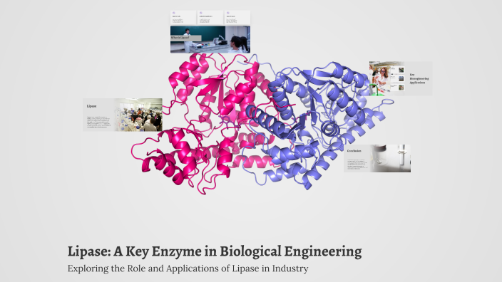 Lipase: A Key Enzyme in Biological Engineering by KRISH SARVIN on Prezi