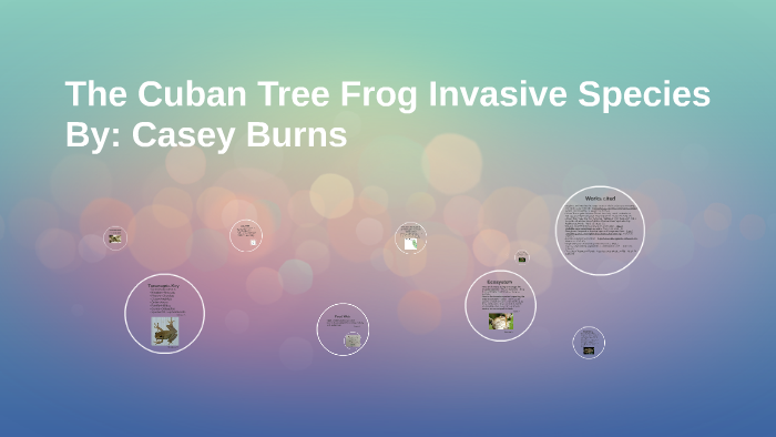 The Cuban Tree frog Invasive Species by Casey Burns on Prezi