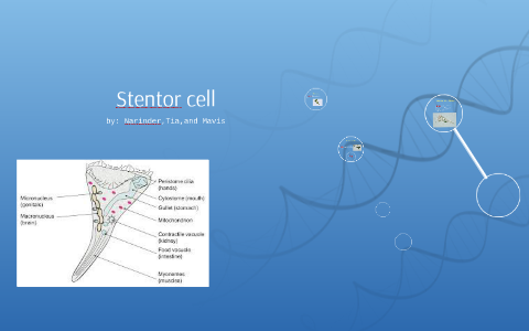 Stentor cell by Narinder Kang on Prezi