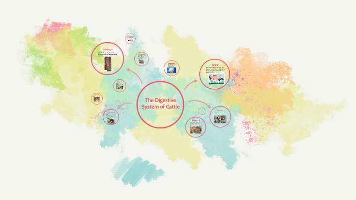 The Digestive System of Cattle by Cara Bates on Prezi
