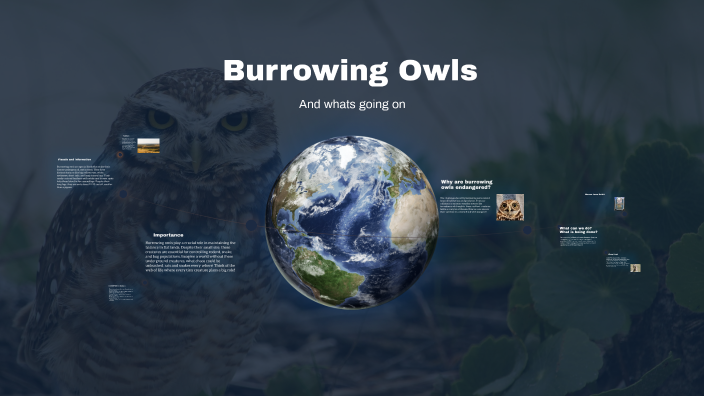 Burrowing Owls by Katana Wilder on Prezi