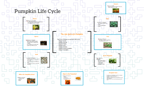Pumpkin Life Cycle by Yvette Rodriguez on Prezi