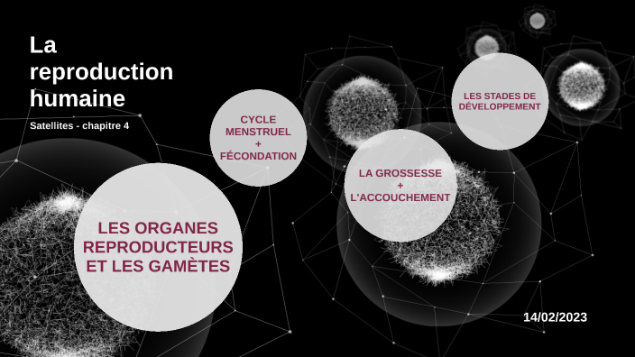 Chap4-reproduction humaine by Noémie Rivest on Prezi