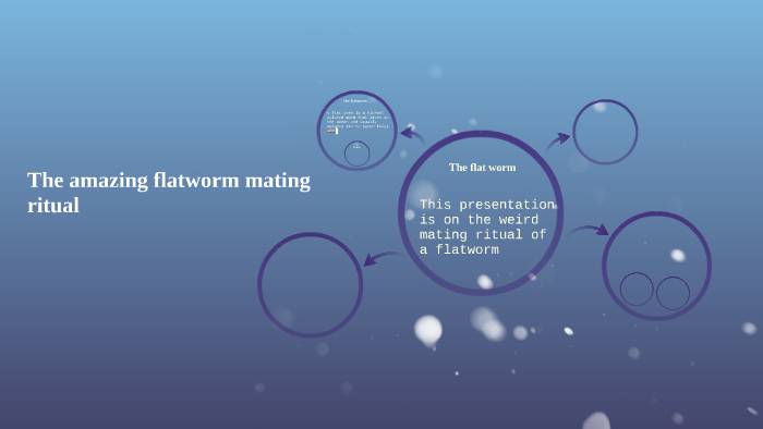 The amazing flatworm mating ritural by Nathan Roberts on Prezi