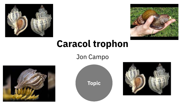 Caracol trophon by Jon Campo Sagredo on Prezi
