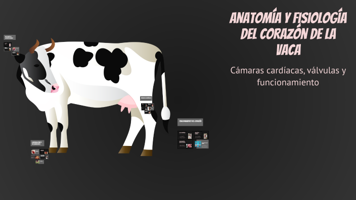 Anatomía y fisiología del corazón de la vaca by Jennifer Guzmán ...