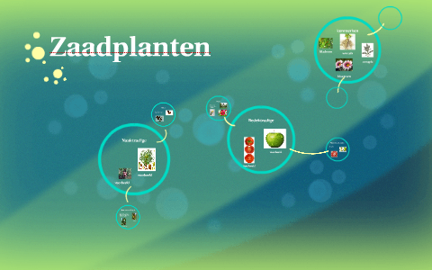 Zaadplanten by Annebeth Adler on Prezi