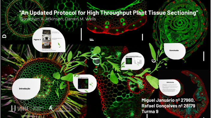 “An Updated Protocol for High Throughput Plant Tissue Sectioning” by ...
