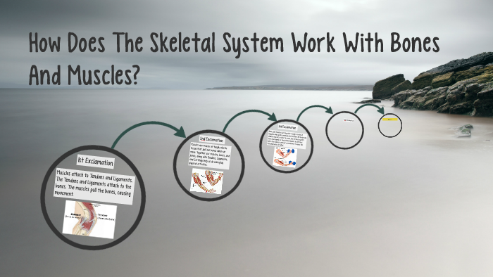 How Does The Skeletal System Work With Bones And Muscles By Melanie how-does-the-skeletal-system-work-with-bones-and-muscles-by-melanie