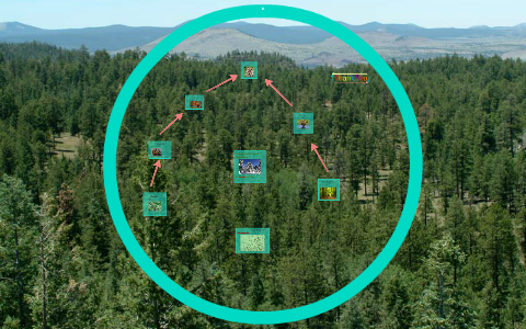 Coniferous Forest food web by Tess Stradley on Prezi