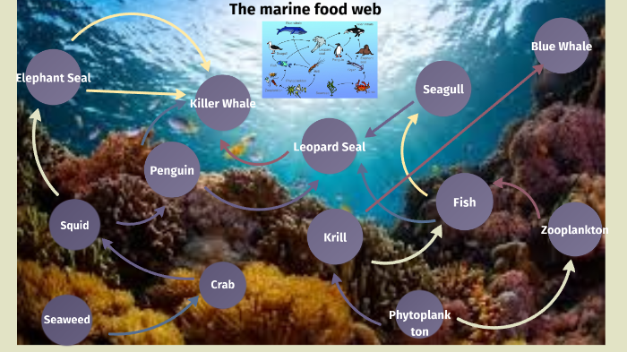 Food Web Marine Life by Georgia Anne on Prezi