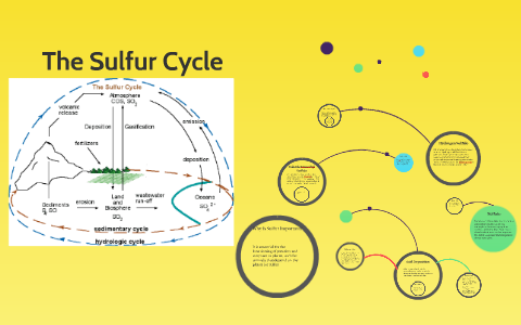 The Sulfur Cycle by Karina Chavez on Prezi
