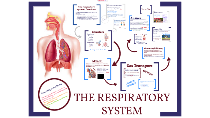 GCSE Respiratory system by Kerry Adele on Prezi