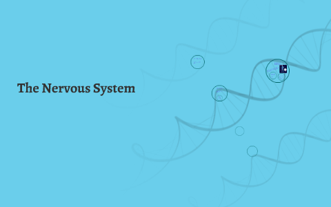 The Nervous System by Lucas Yeager on Prezi