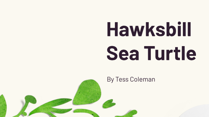 Hawksbill Sea Turtle by Tess Coleman on Prezi